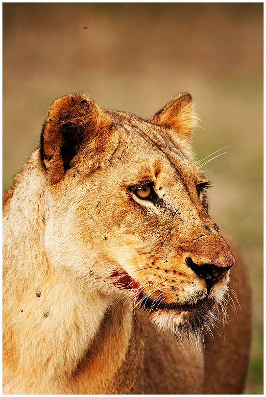Marius Coetzee Photography: Lions - The Kings and Queens of Africa