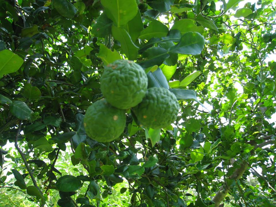 Green Life: ក្រូចសើច - Citrus hystrix - Kaffir Lime