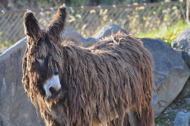 The Poitou - The Donkey with Dreadlocks | The Ark In Space