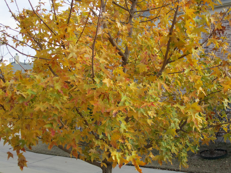 MAPLES 4 ALLEN, TEXAS: Who said there are no fall colors in N. Texas?