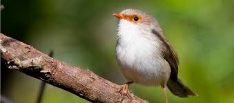 MAIMO AND ZOOLOGY: The Bamenda Apalis Bird