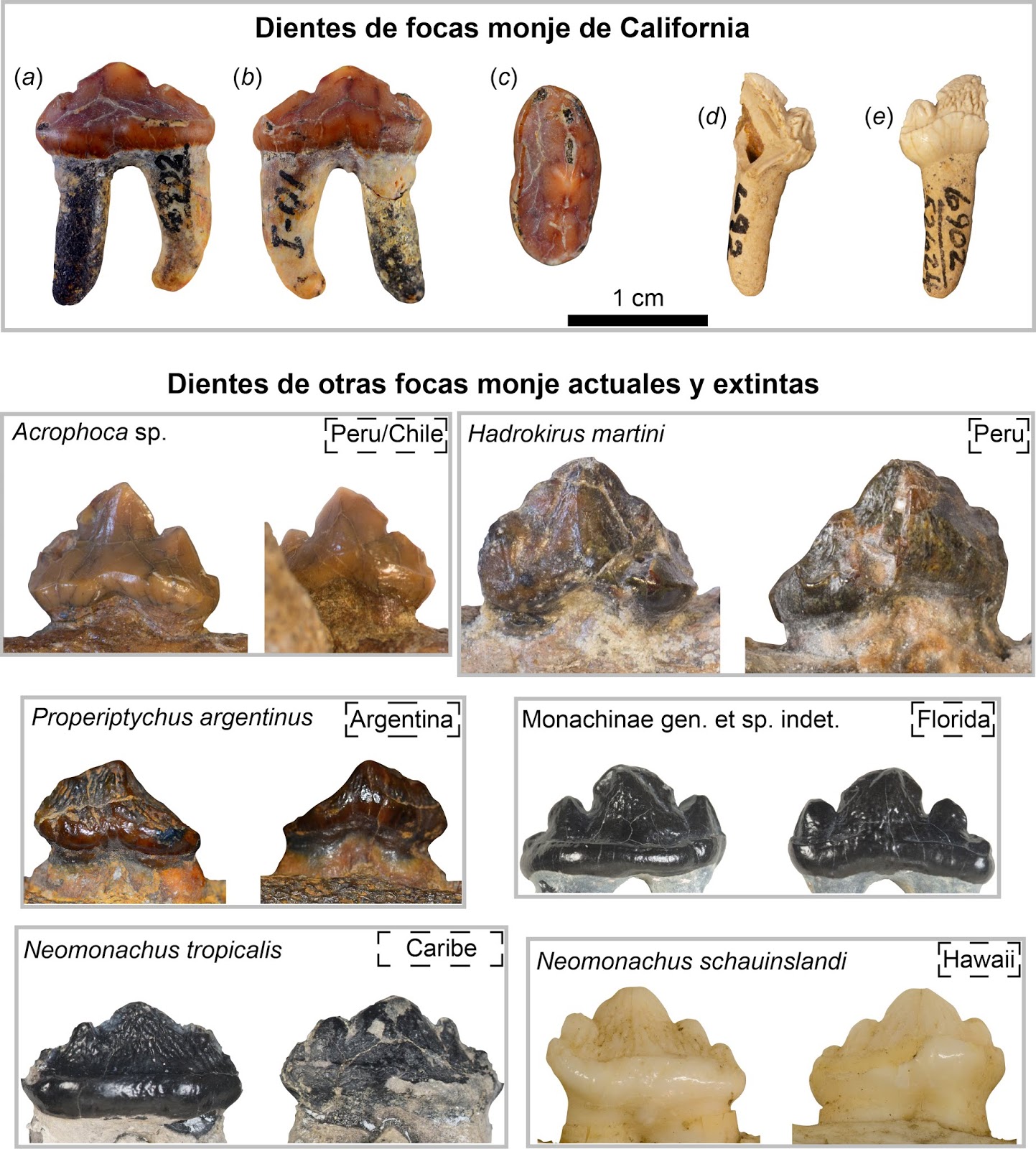 Caribbean Paleobiology: Descubrimiento Inesperado: Focas Monje en el ...