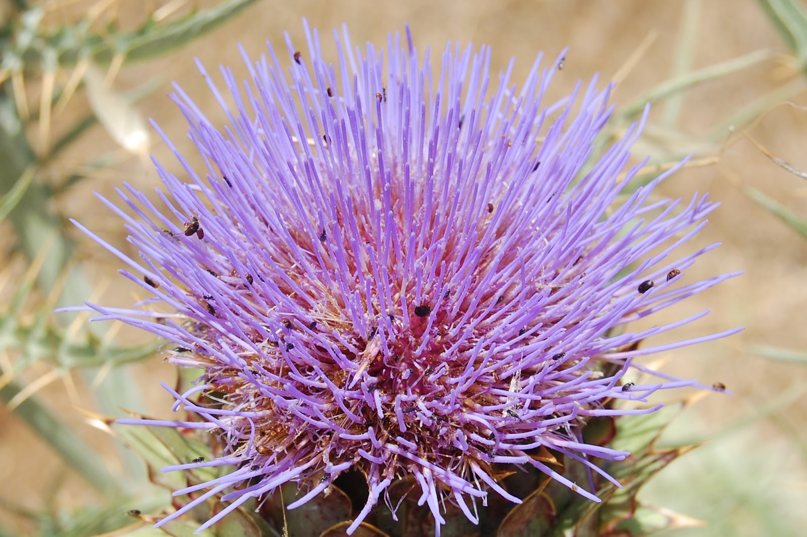 Flora da Serra da Arrábida: Cardo-do-coalho (Cynara cardunculus)