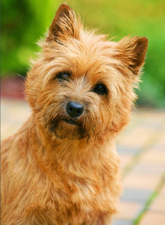 Cairn terrier | WIKI PERROS