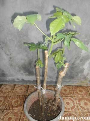 Teknik Sambung Singkong Karet