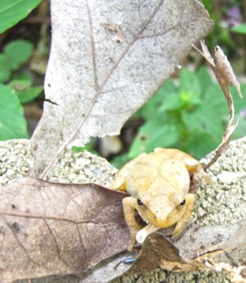 The Nature In Us: Newsletter - 10/15/12