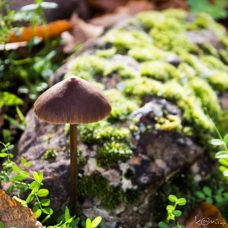 Por cada mirada: 2012