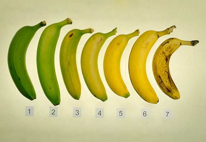 Chingum — Discover Curiosities: How To Choose The Most Useful Banana