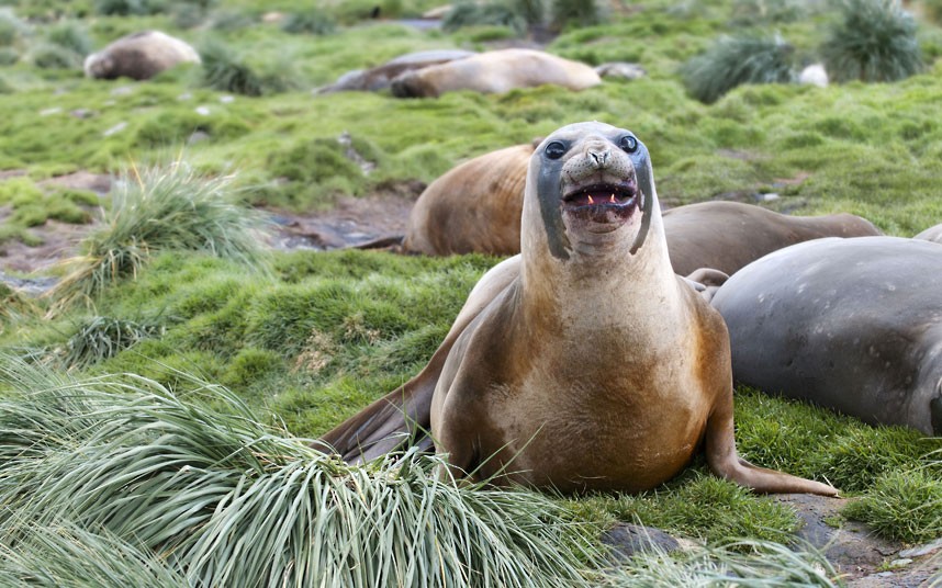 Our Beautiful World: Animal Expressions