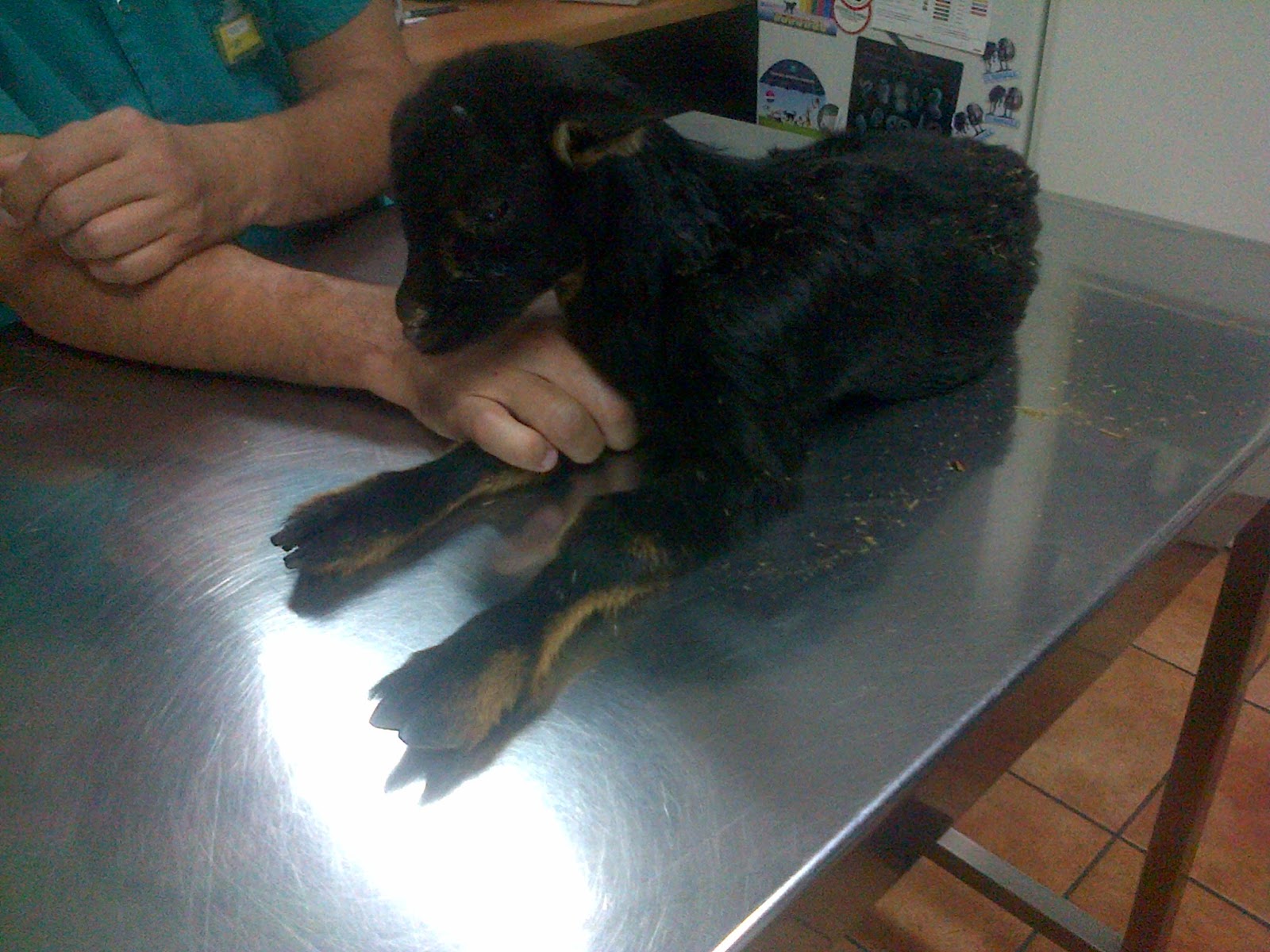 Pet Pals GC : Bionic Goat