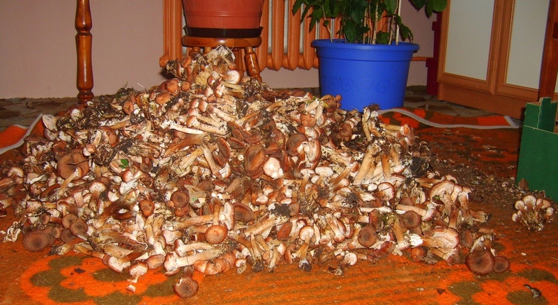 Maminek kulinarny: Opieńki w zalewie octowej