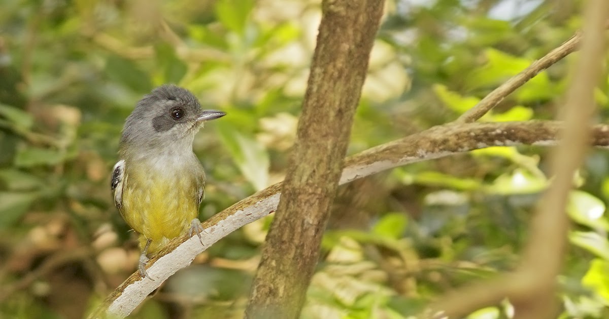 mis fotos de aves: Dysithamnus mentalis Choca Amarilla Plain Antvireo