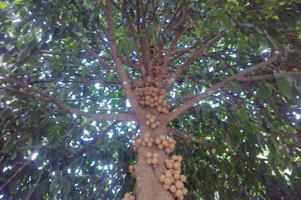 FAKTA FAKTA UNIK DAN MITOS-NYA BUAH KEPEL | Mus Jono Blog