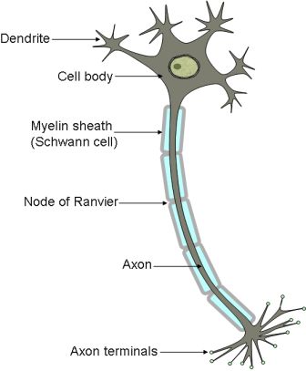 sistem saraf (neuron): 2014