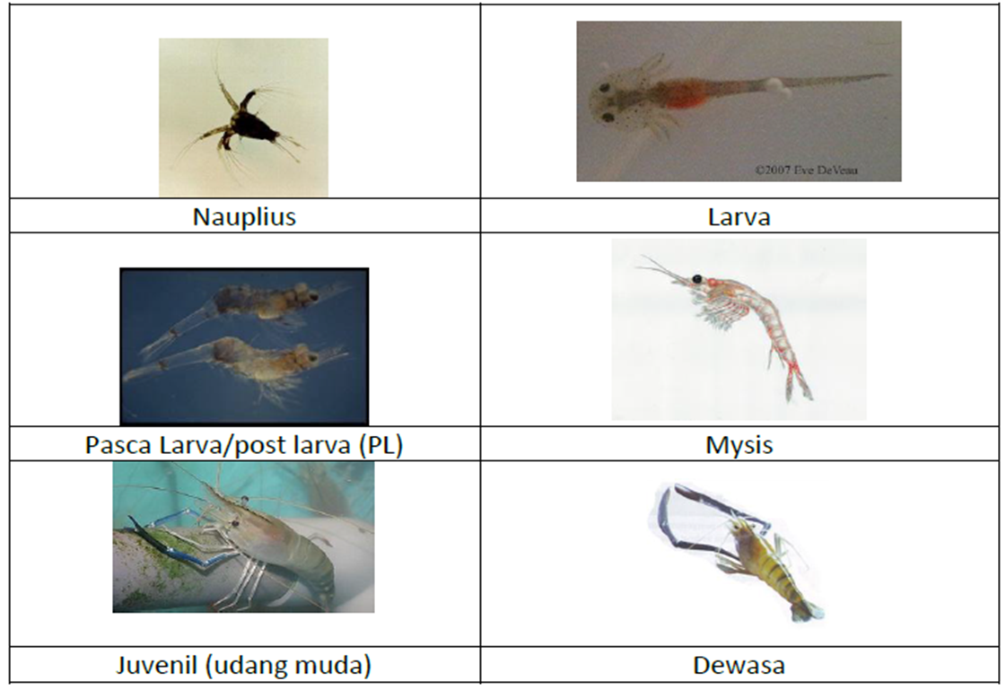Penyuluhan Perikanan: BUDIDAYA UDANG GALAH