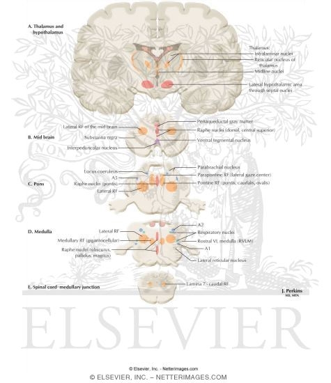 Ruang Periksa Dokter: Reticular Activating System (RAS)