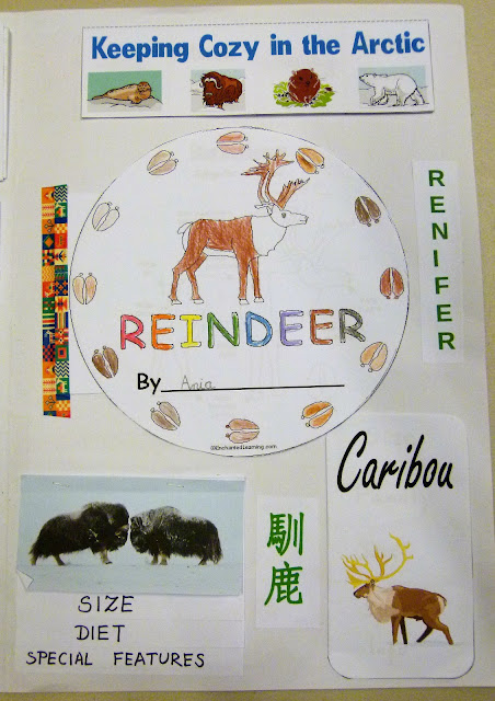 Lapbook: Zwierzęta Arktyczne - Arctic Animals