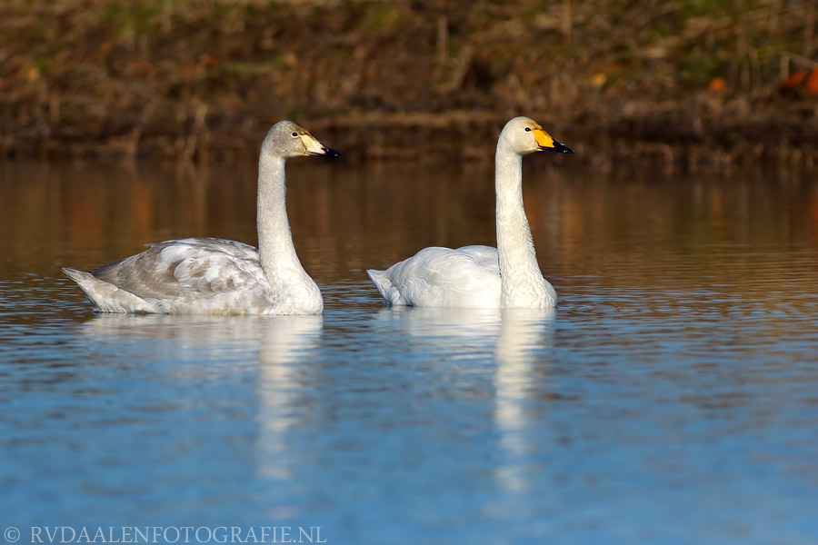 Vogel- en Natuurfotografie door Remco van Daalen: Wilde Zwanen in de ...
