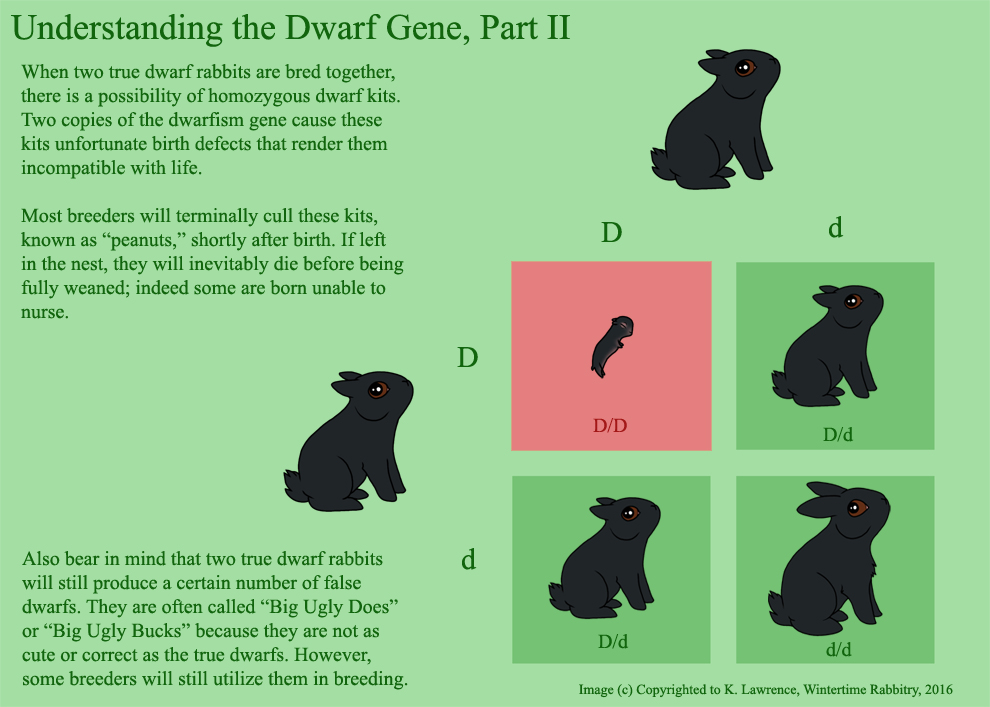 Rabbit Genetics And Musings: Cheat Sheet: Understanding the Dwarfism ...