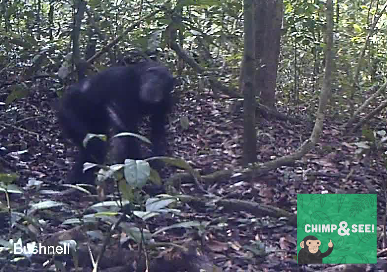 The CHIMP & SEE Blog: August 2017