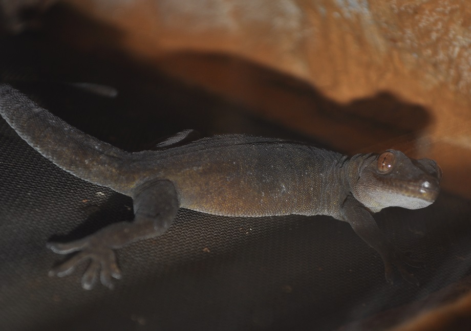 ZOOTOGRAFIANDO (6.100 ANIMALS): GECKO DORADO VIETNAMITA / VIETNAMESE ...