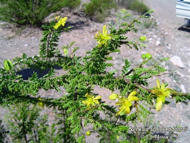 Argentina nativa: Monte negro (Bulnesia schickendantzii)