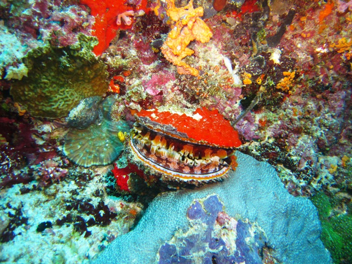 Cybercaptain: Diving Black coral reef
