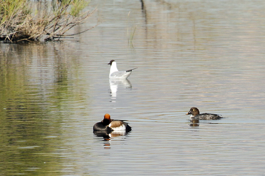 QUADERN DE NATURA: UN RETORET A LA MARJAL DELS MOROS.