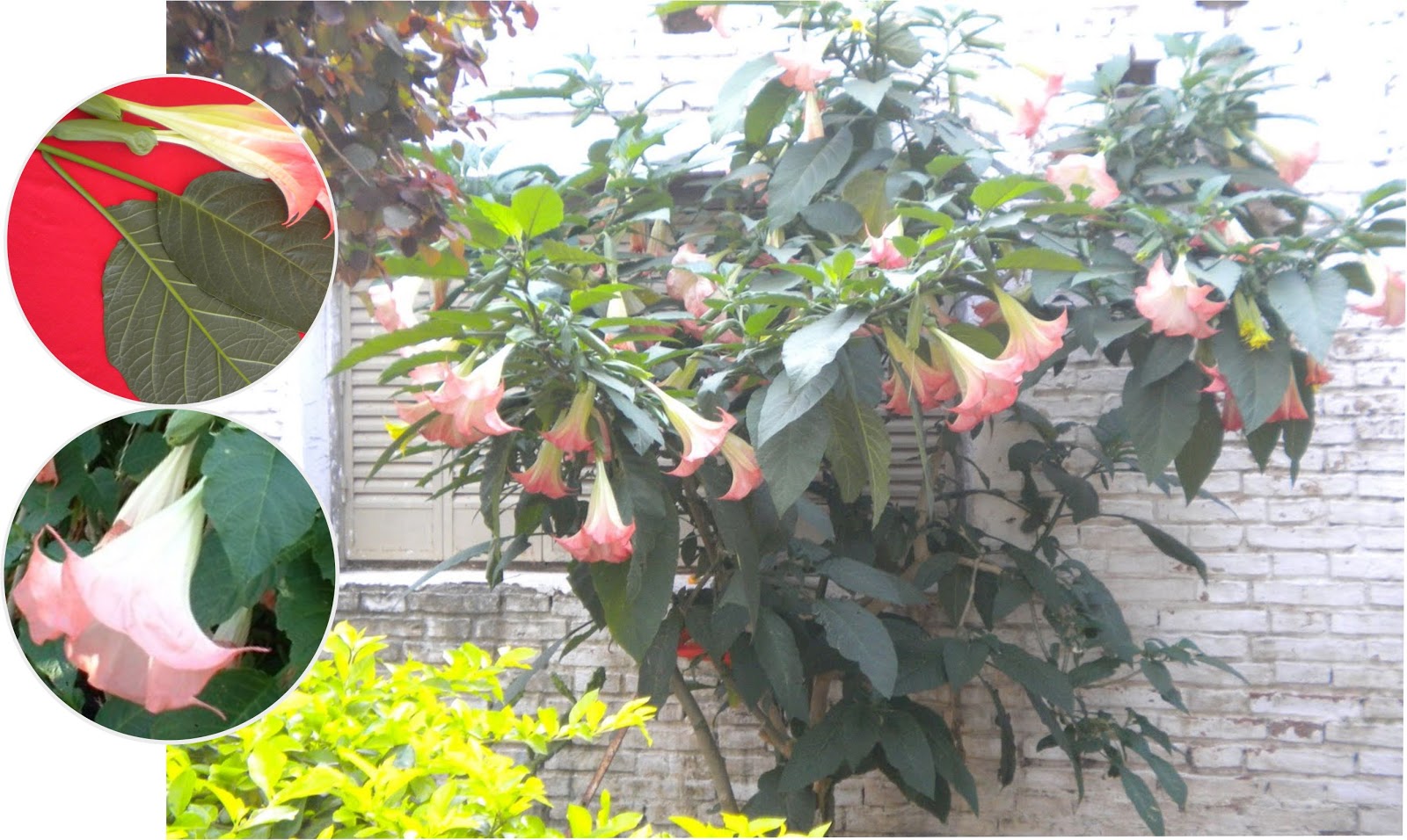 v e r d e c h a c o: Floripondio