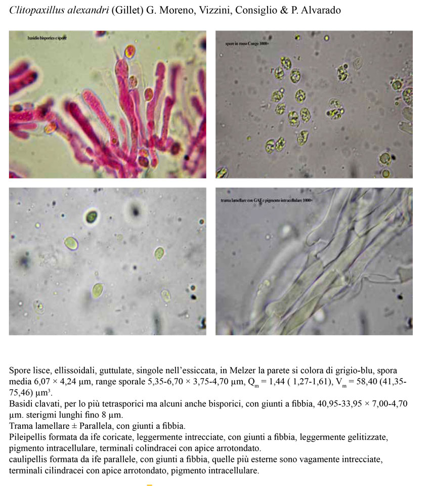 Funghi Teramani: Clitopaxillus alexandri (Gillet) G. Moreno, Vizzini ...