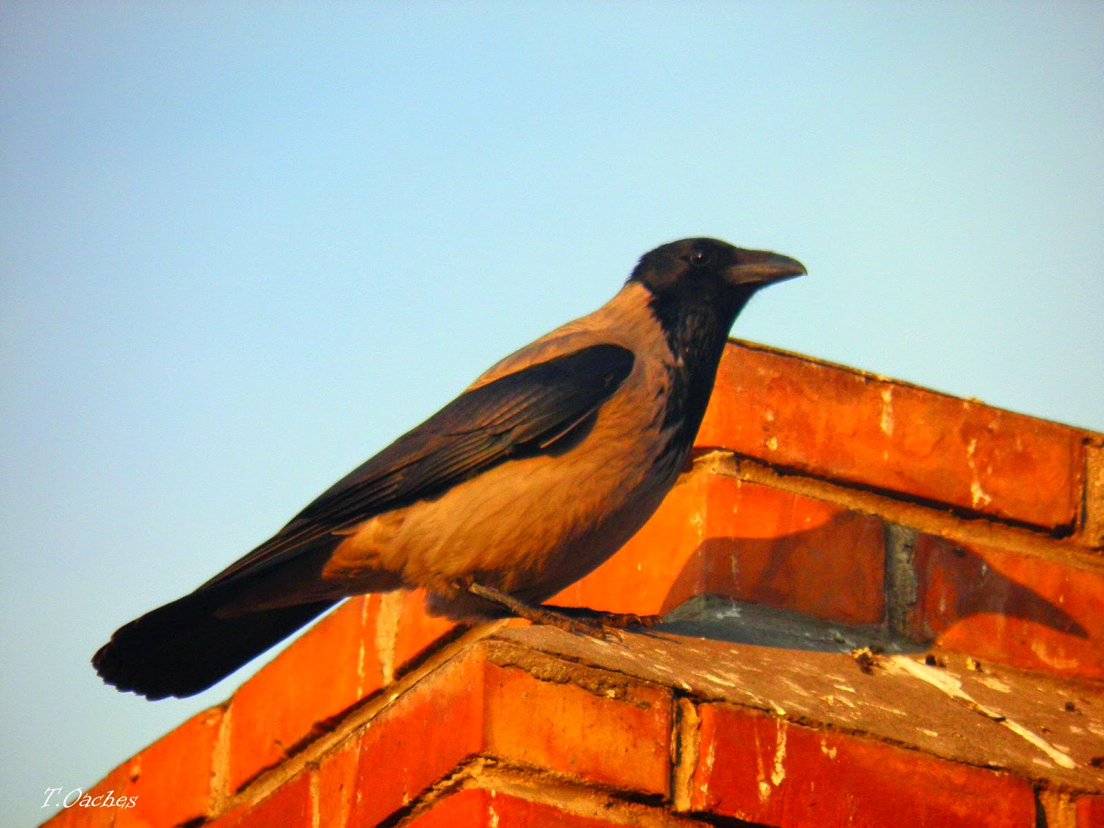 PASARI DIN ROMANIA: CIOARA GRIVA, Corvus cornix