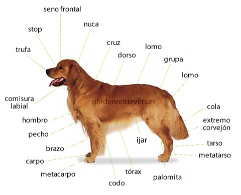 Todo Sobre Peluquería Canina: MORFOLOGIA EXTERNA DEL PERRO