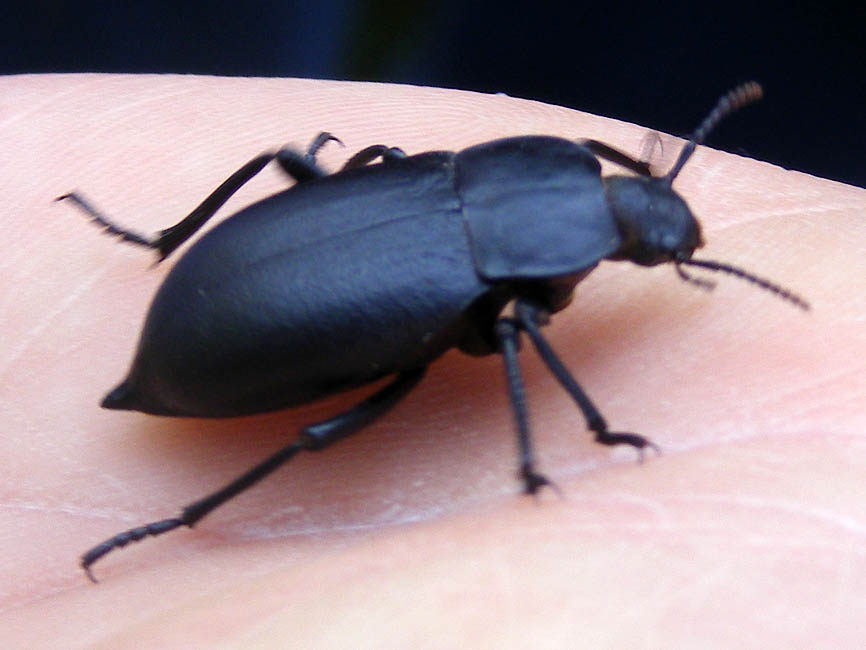 Loire Valley Nature: Churchyard Beetle - Blaps mucronata