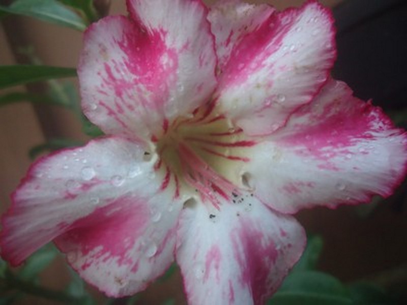 Wallpaper bunga adenium merah putih - Rumah Daun Muda