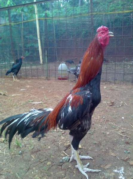 Gambar Ayam Bangkok Super Yang Di Takuti Lawan | Gambar Foto Ayam ...