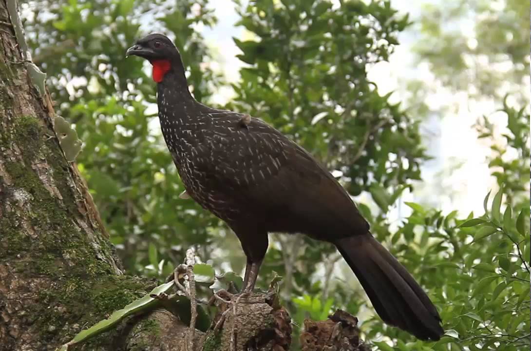 Uruguay and it's Curiosities-Uruguay y sus curiosidades: LA PAVA DE ...