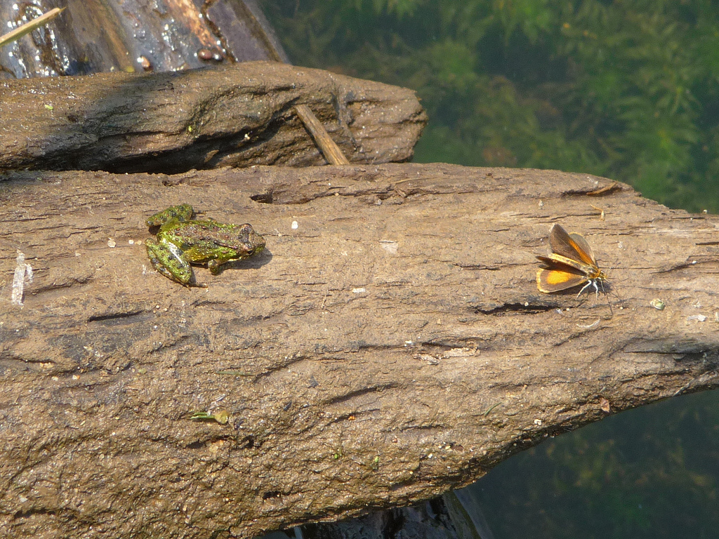 Earth and Space News: North American Eastern Cricket Frog Habitats Are ...