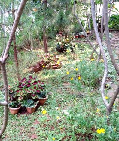 Contoh Taman Tropis: Contoh Taman Tropis - Tropical Garden Inspiration