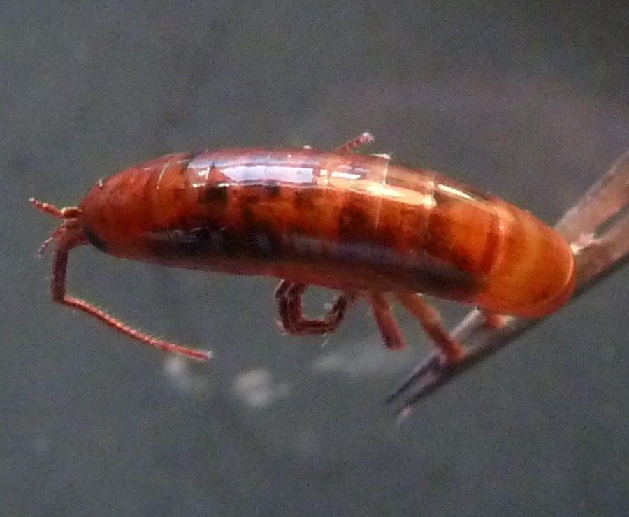 Dave Hubble's ecology spot: The Lawn Shrimp cometh