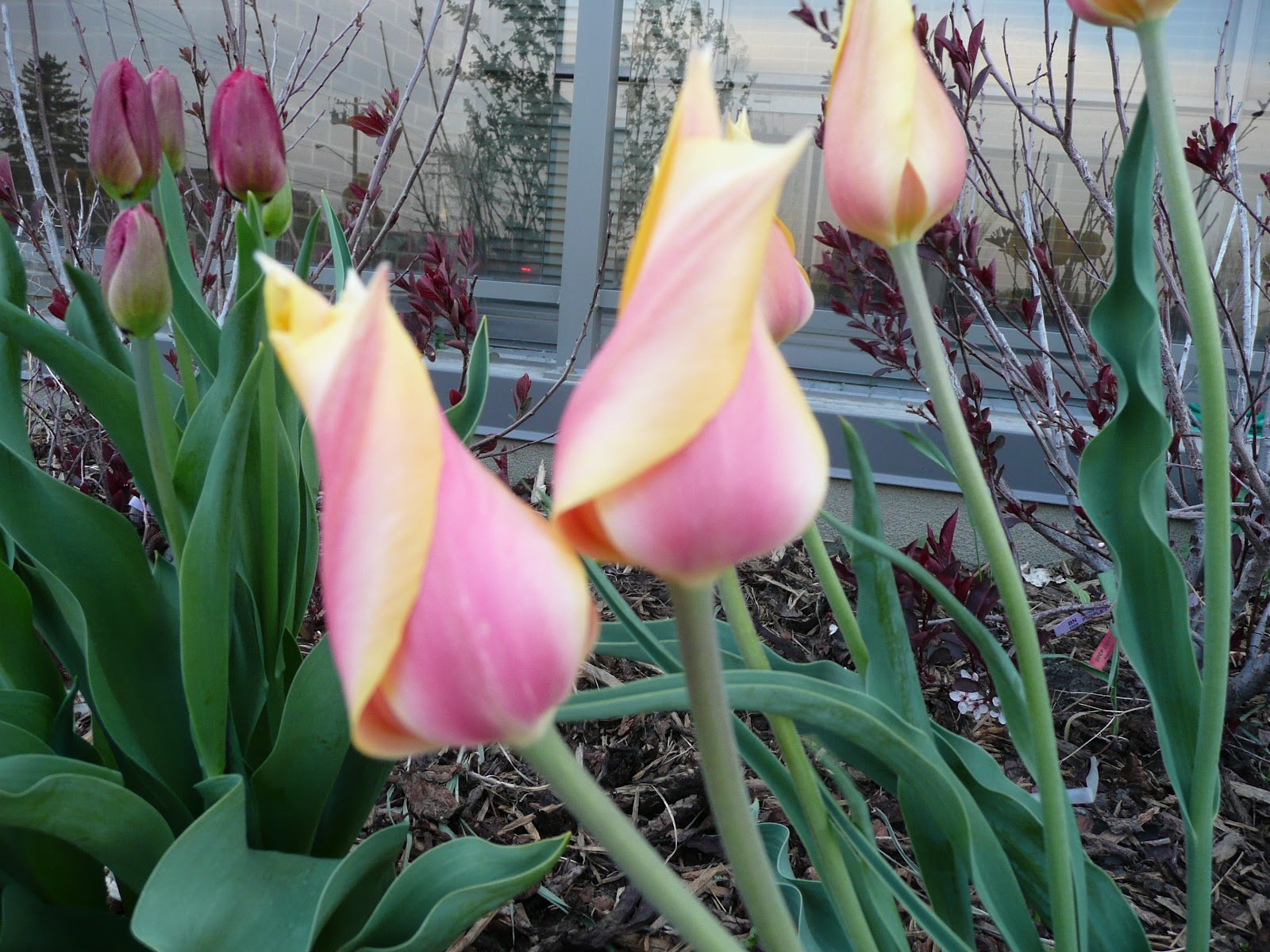 The Beautiful Project: Macrophotography of Spring Flowers, Calgary