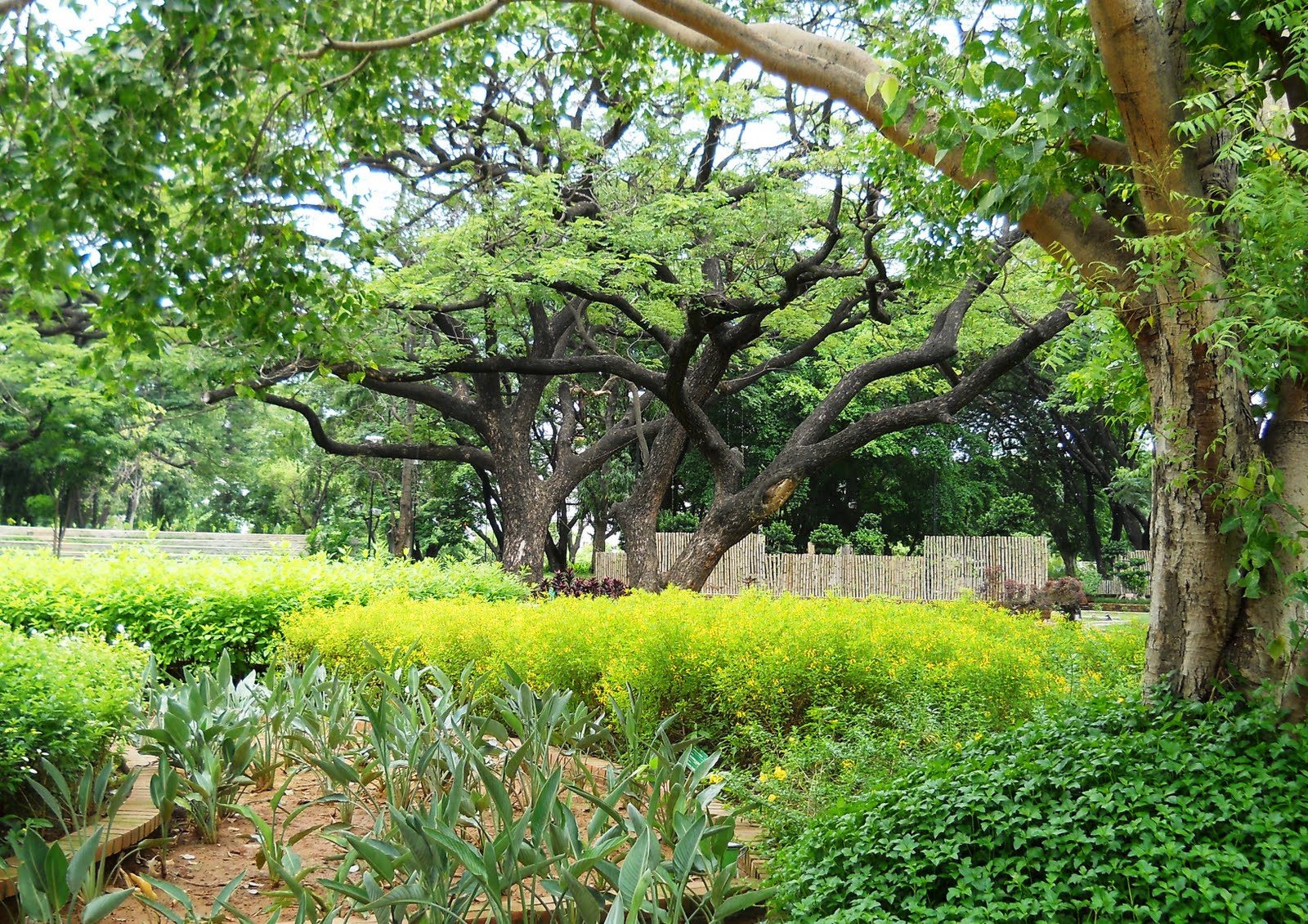 Red Ripe Tomatoes: Semmozhi Poonga: A Green Oasis