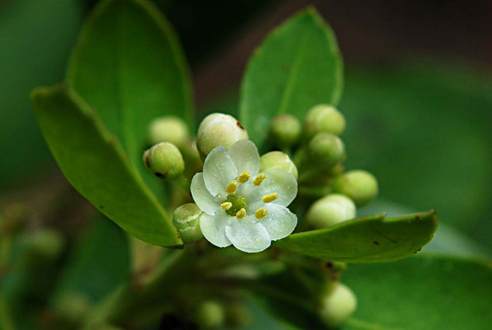 Space Coast Wildflowers: Wickham Park, February 4, 2012