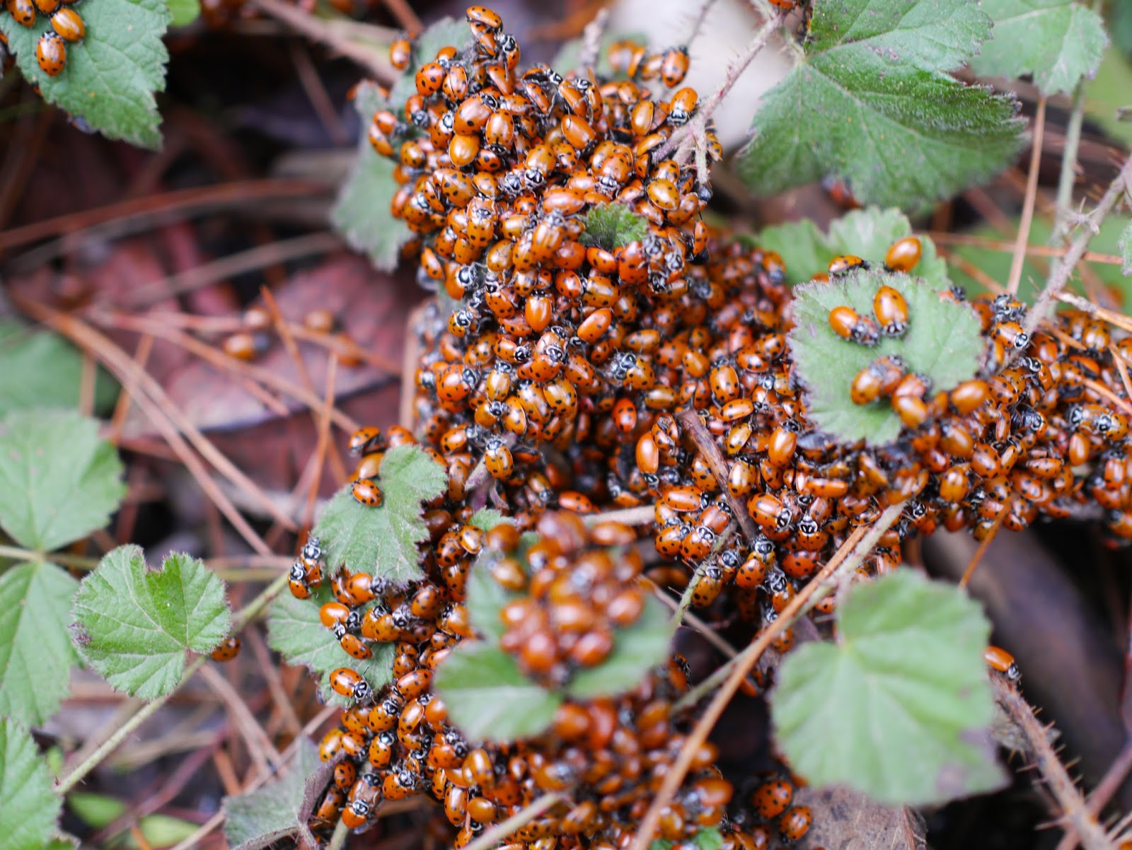 Little Hiccups: Ladybug Migration at Redwood Regional Park