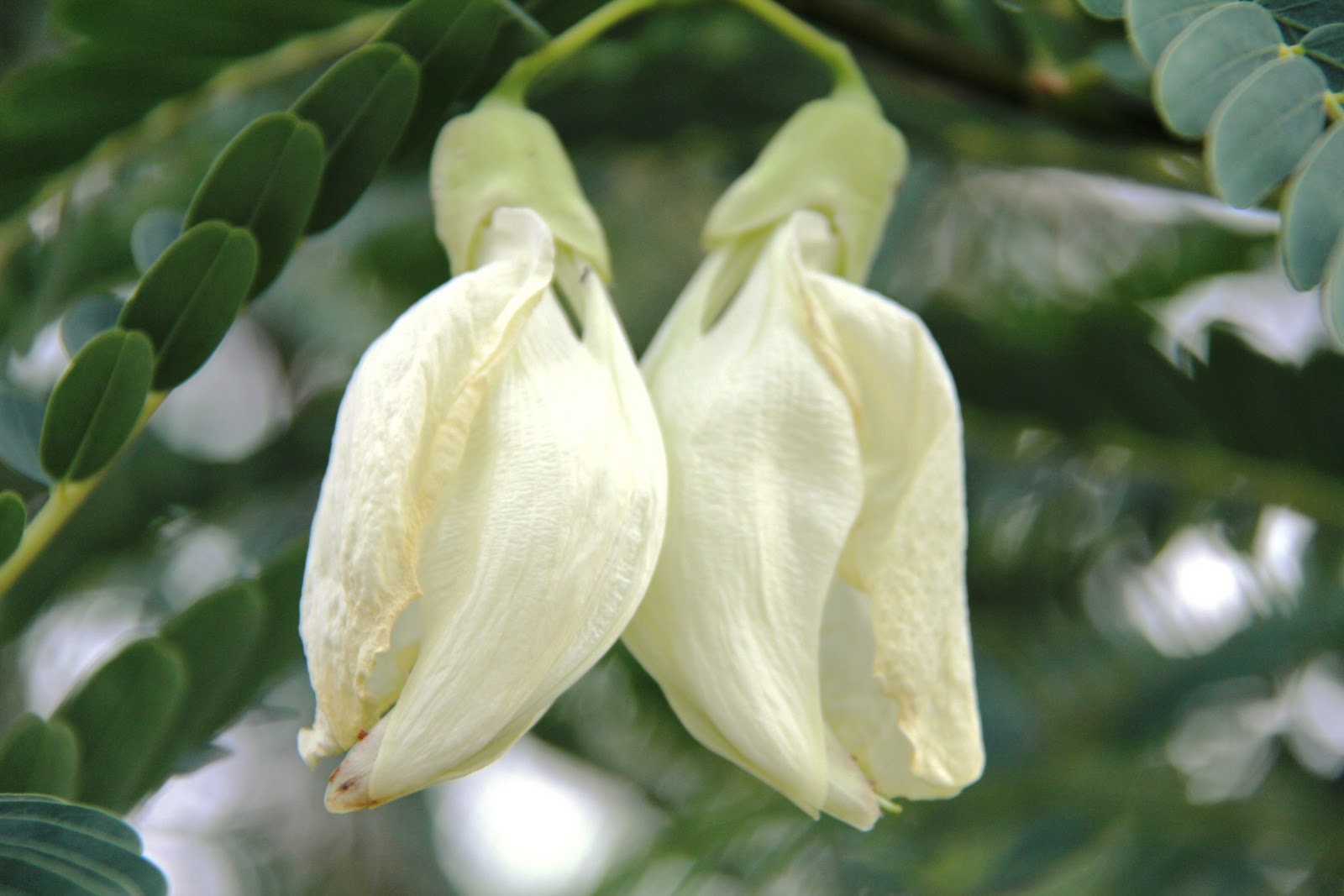 Dari Lensa Kelabu: BUNGA GETI