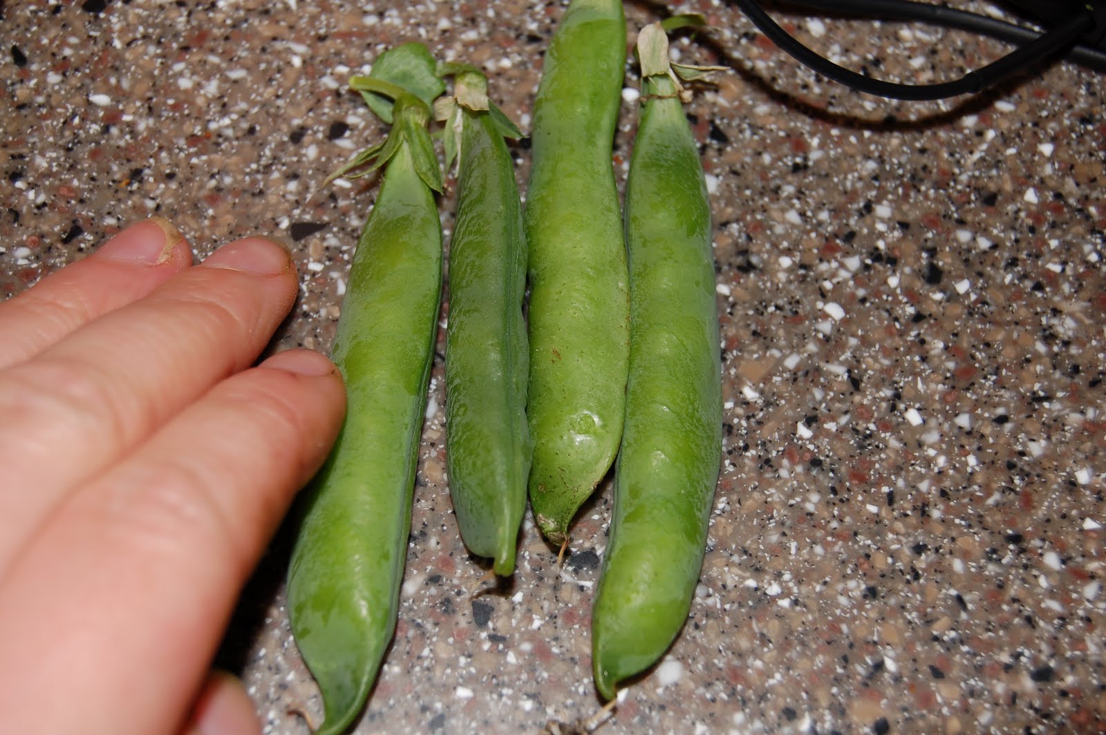 From Seed to Jar: Please Pass the Peas