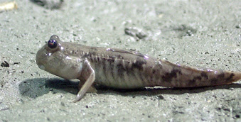 Ikan tembakul, Ikan Yang Hobi Nongkrong Di Daratan | sragen