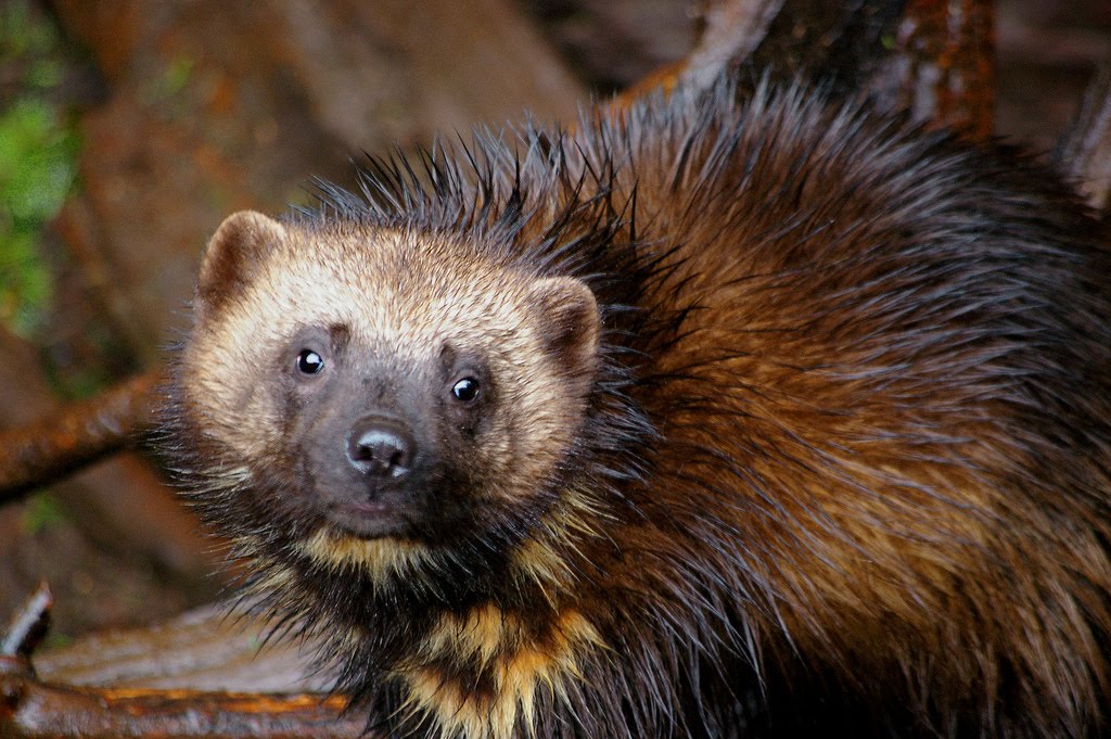 animais e suas curiosidades: o carcaju