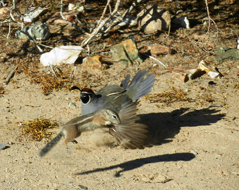 Me and My Dog ...and My RV: Squirrel 2 - Quail 0, and First bonfire of ...