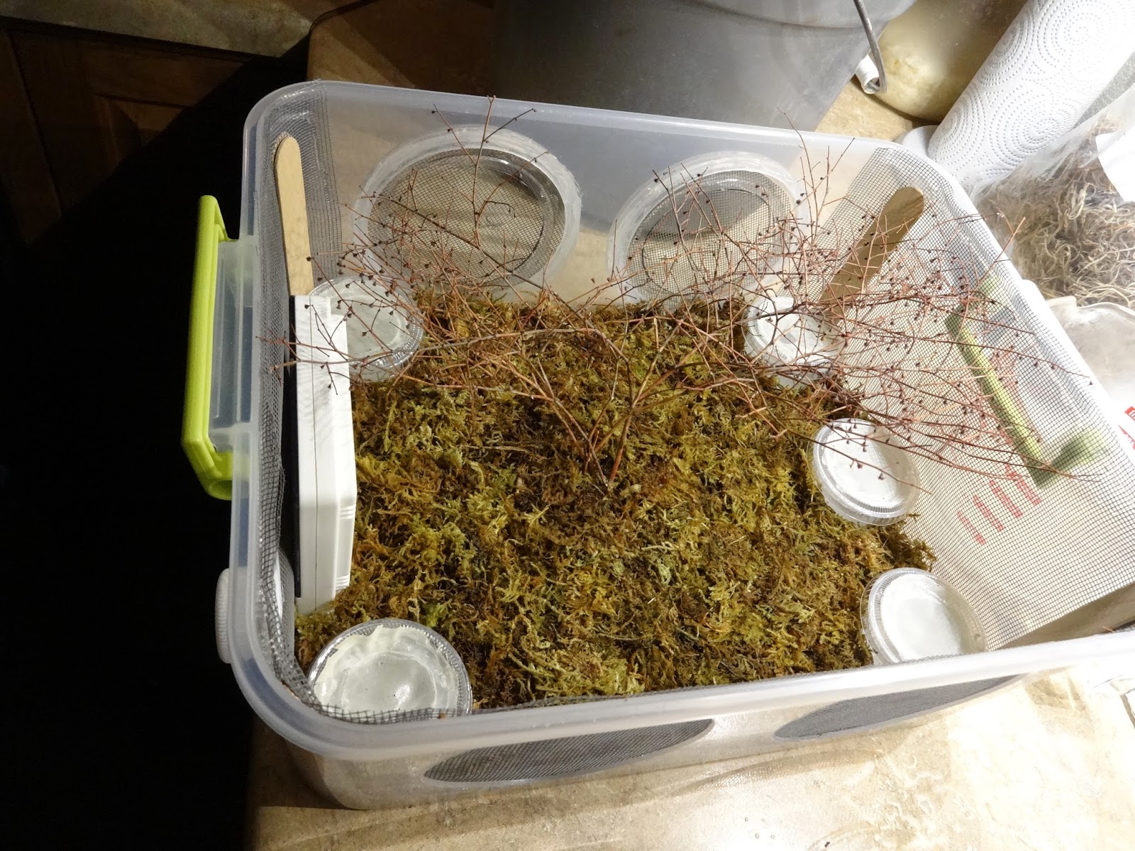 My Mantis Hobby: Stackable Communal Mantis Enclosures