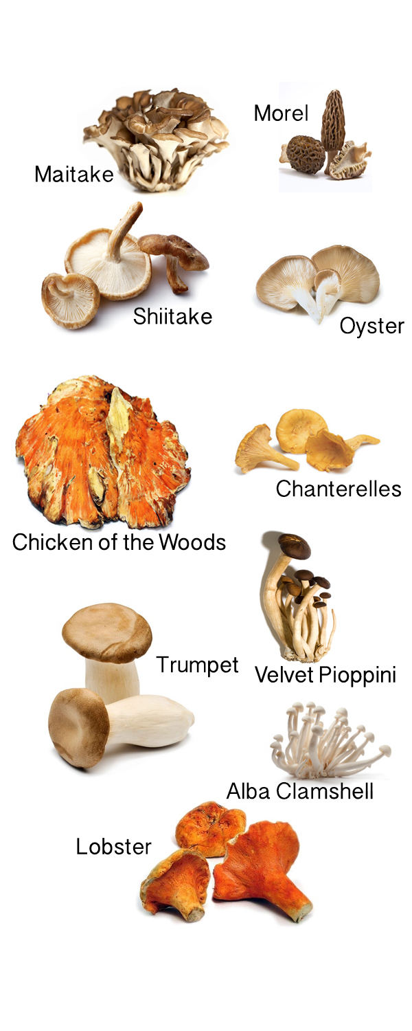 Farm & Fork Society: Mushrooms 101
